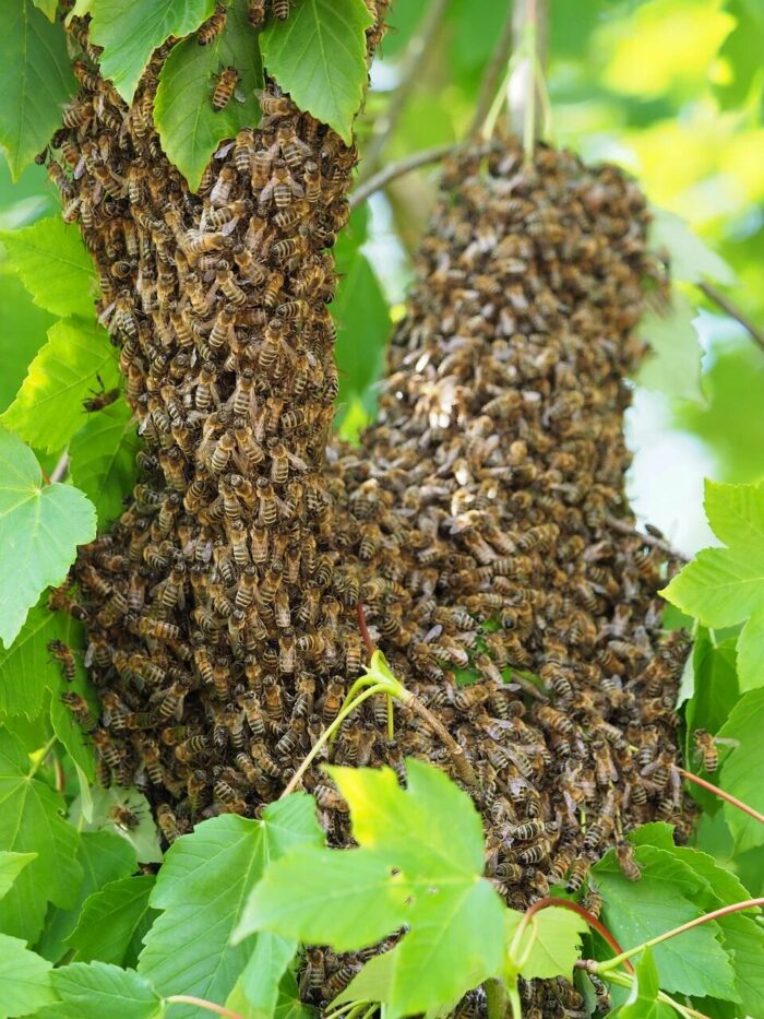 Mieux comprendre la fièvre d’essaimage - Les abeilles et l apiculture