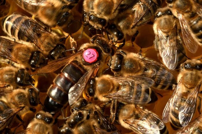Archives des comment reconnaître la reine des abeilles - Les abeilles ...