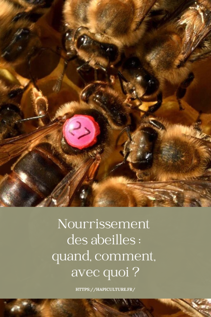 Comment trouver la reine des abeilles ? - Les abeilles et l apiculture
