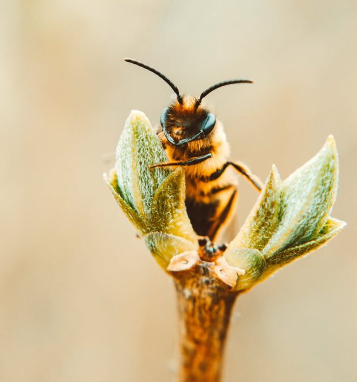 Les menaces pour nos abeilles - Les abeilles et l apiculture