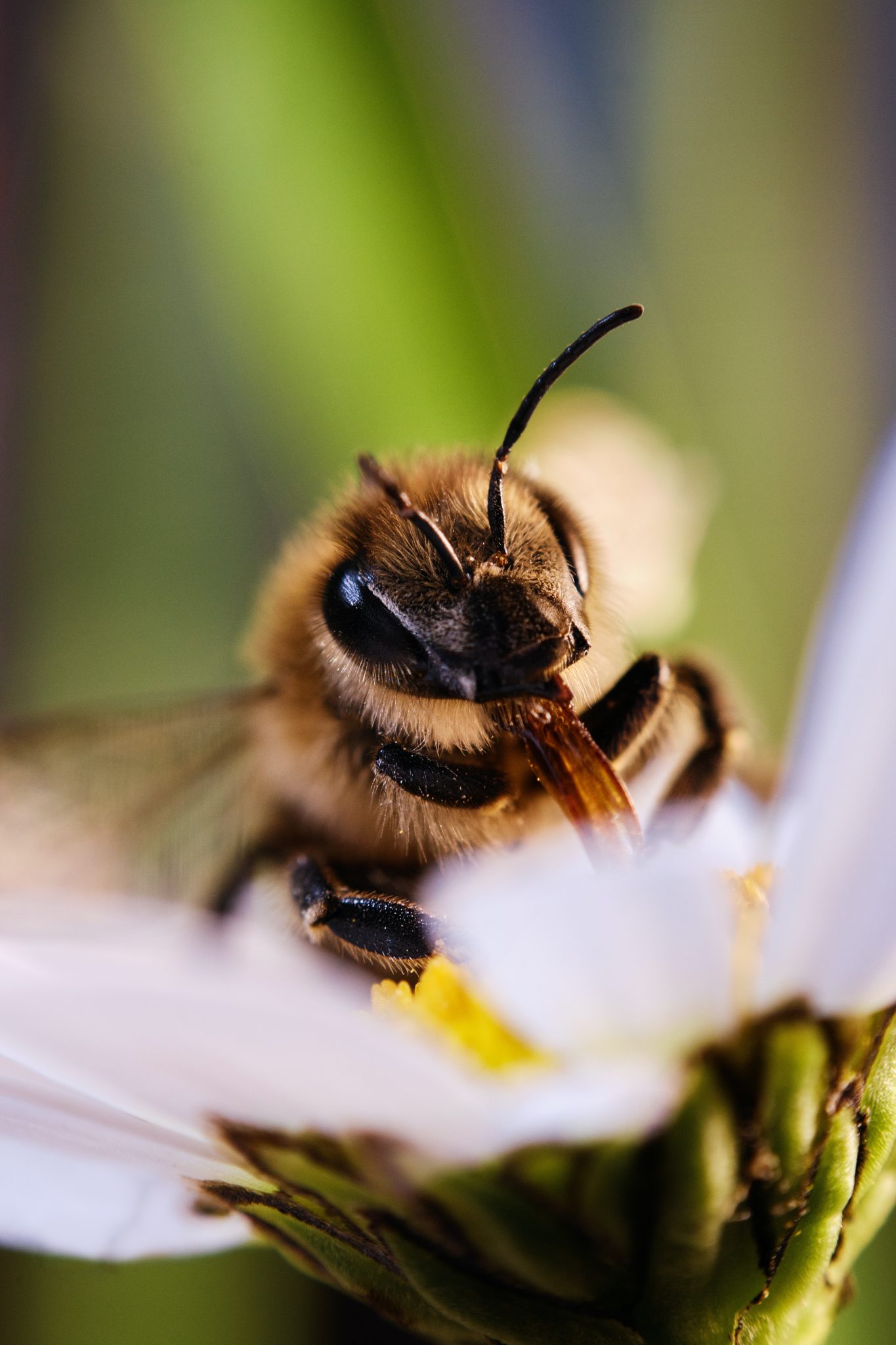 calendrier des floraisons mellifères - Les abeilles et l apiculture