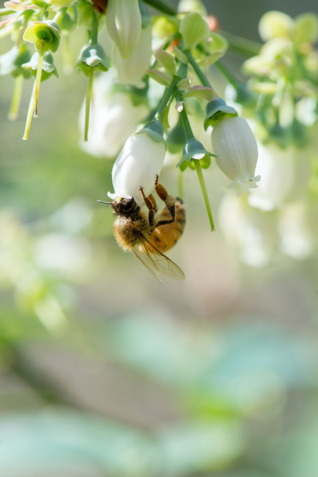 Comprendre la pollinisation - Les abeilles et l apiculture