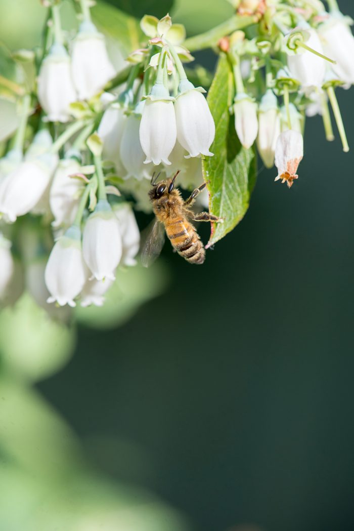 Comprendre la pollinisation - Les abeilles et l apiculture