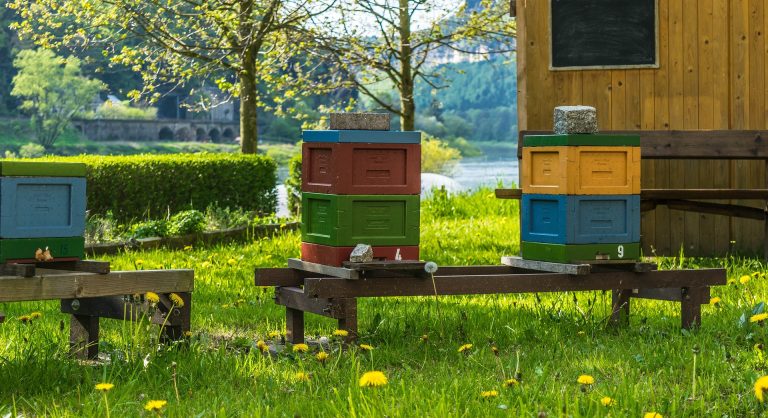 Introduction d'une reine fécondée - Les abeilles et l apiculture