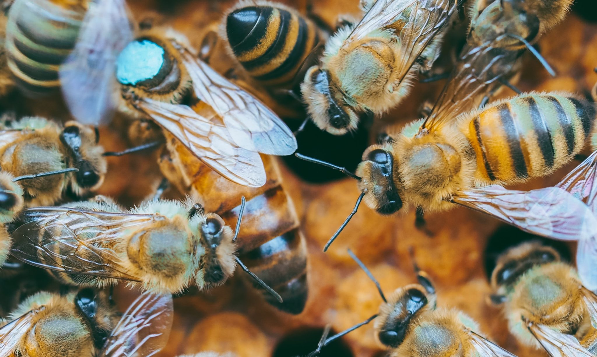 la cadence de ponte des reines - Les abeilles et l apiculture