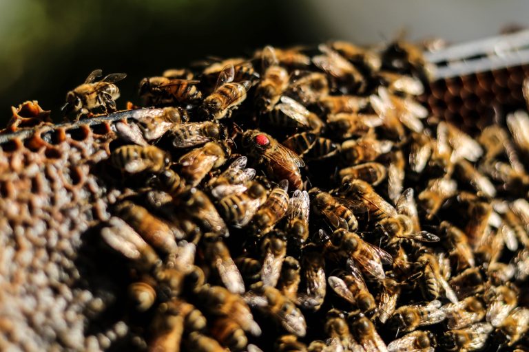 La fascinante vie de la reine des abeilles - Les abeilles et l apiculture