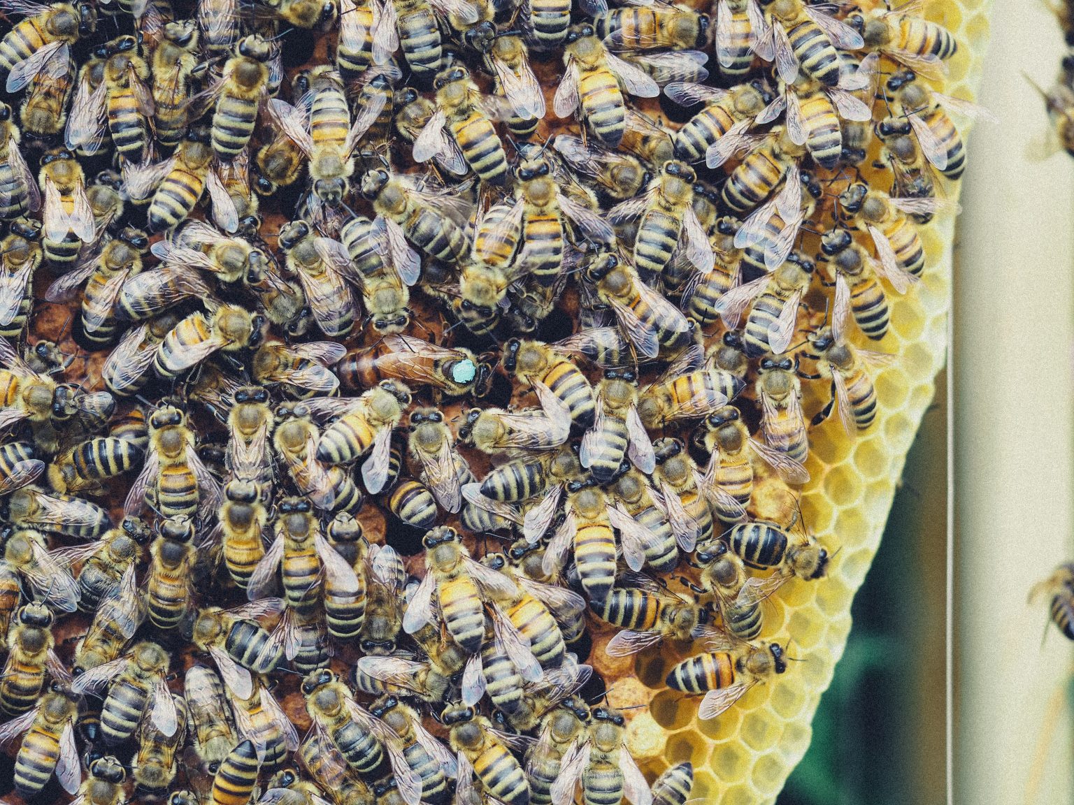 La reine : une morphologie axée sur la reproduction - Les abeilles et l ...