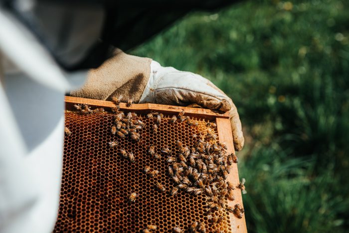 La vie au cœur de la ruche - Les abeilles et l apiculture