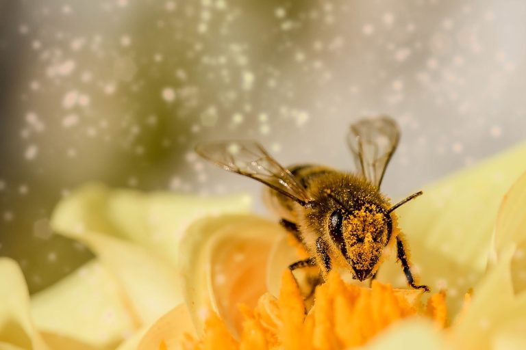 Le calendrier des miellées - Les abeilles et l apiculture