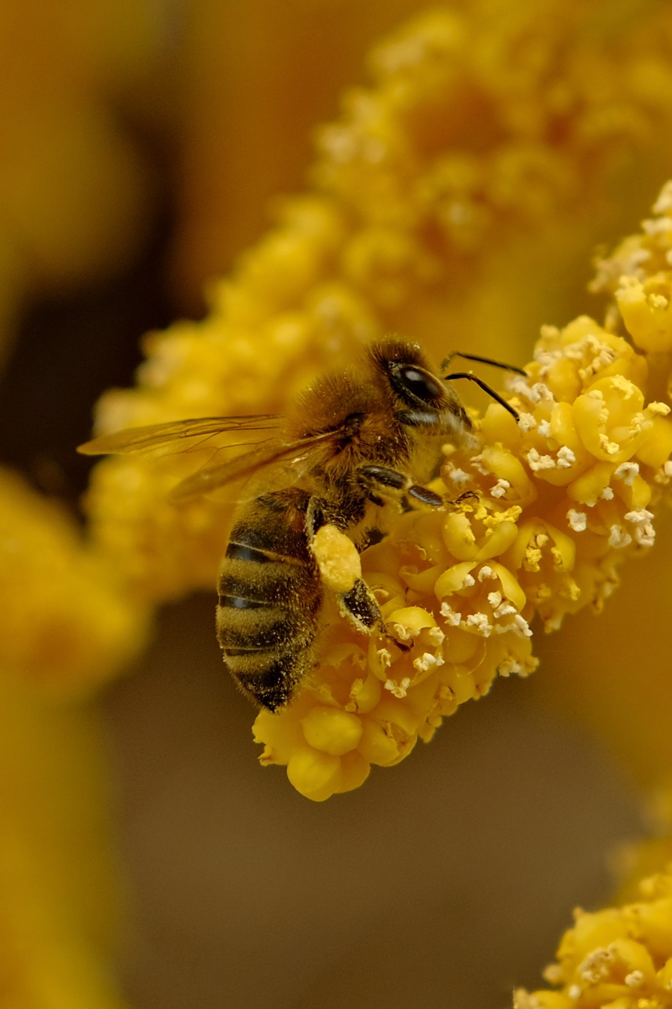 Le déclin des abeilles menace la sécurité alimentaire - Les abeilles et l apiculture