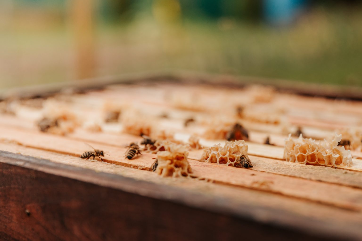 Les menaces pour nos abeilles - Les abeilles et l apiculture