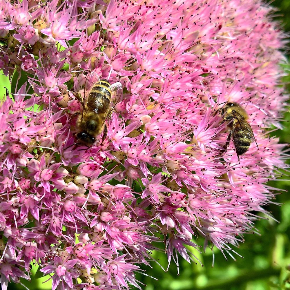 Plante mellifère pour les abeilles : L'Orpin - Les abeilles et l apiculture