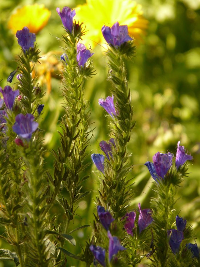 Plante mellifère pour les abeilles : vipérine commune - Les abeilles et ...