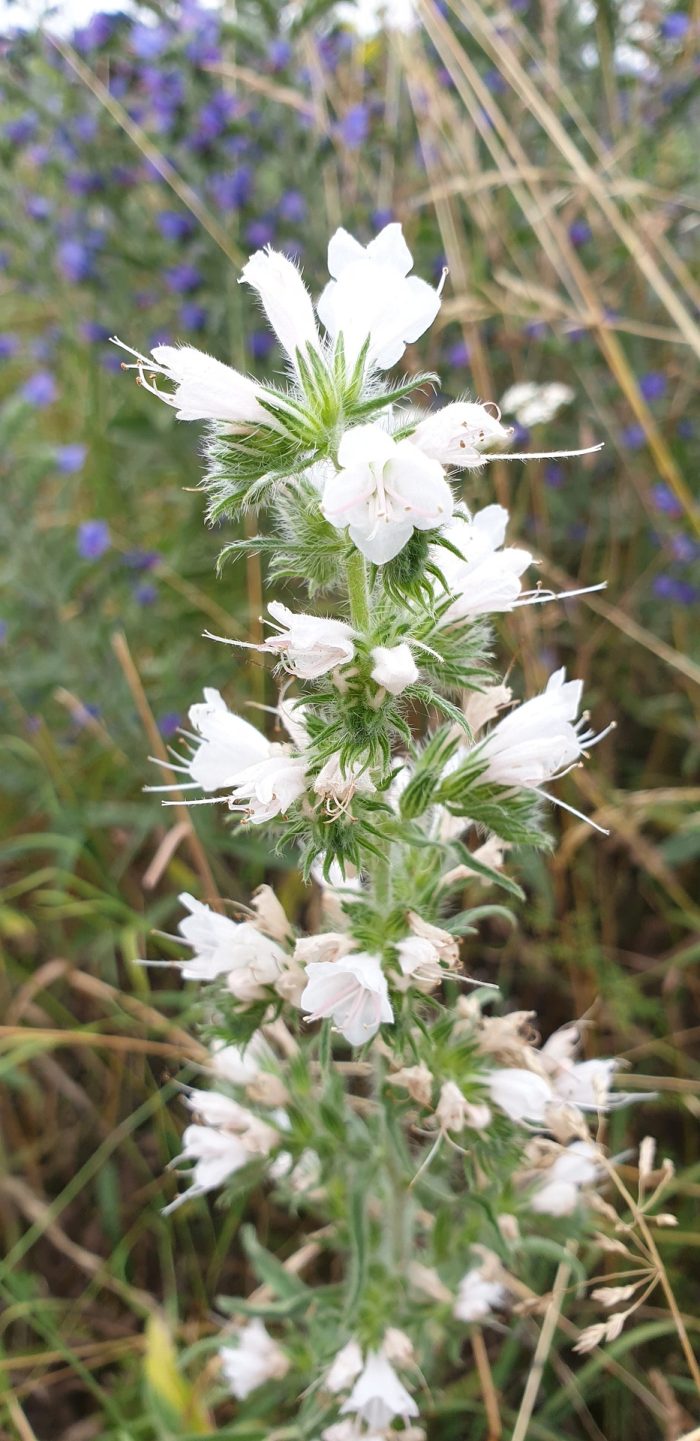 Plante mellifère pour les abeilles : vipérine commune - Les abeilles et ...