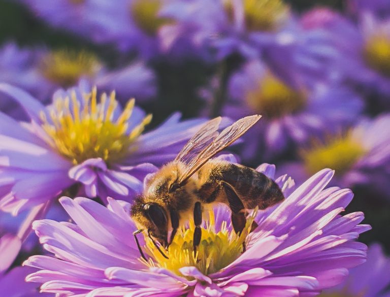 protéger les abeilles des pesticides : enjeux et solutions - Les abeilles et l apiculture