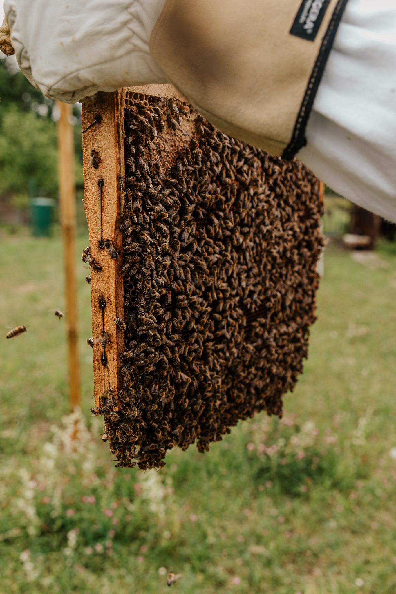 QUE FAIRE AU RUCHER EN MARS - Les abeilles et l apiculture