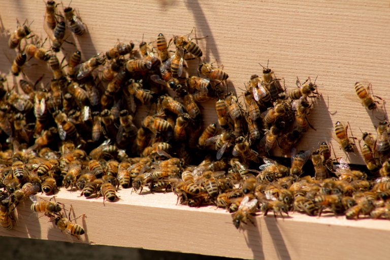 un environnement sain pour les abeilles - Les abeilles et l apiculture