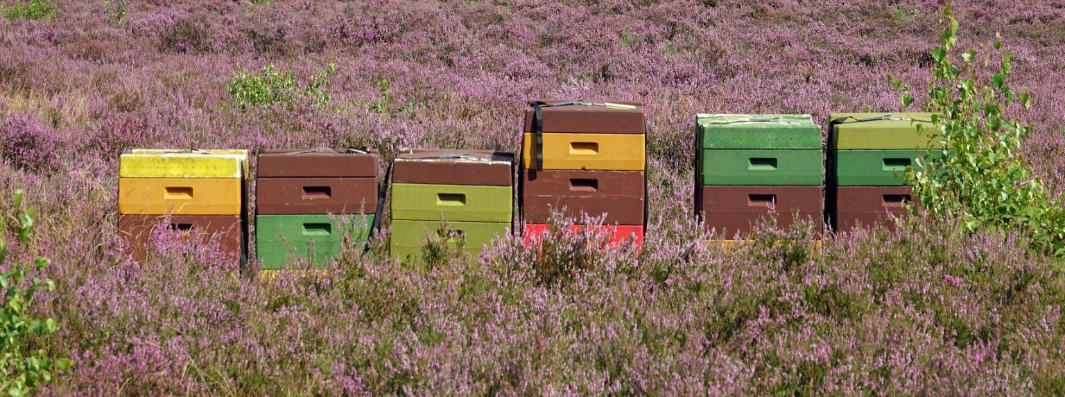 Acquisition de colonies d'abeilles - Les abeilles et l apiculture