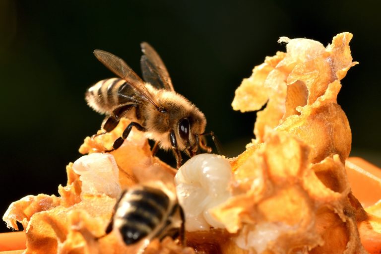 L'importance du nourrissement des abeilles - Les abeilles et l apiculture