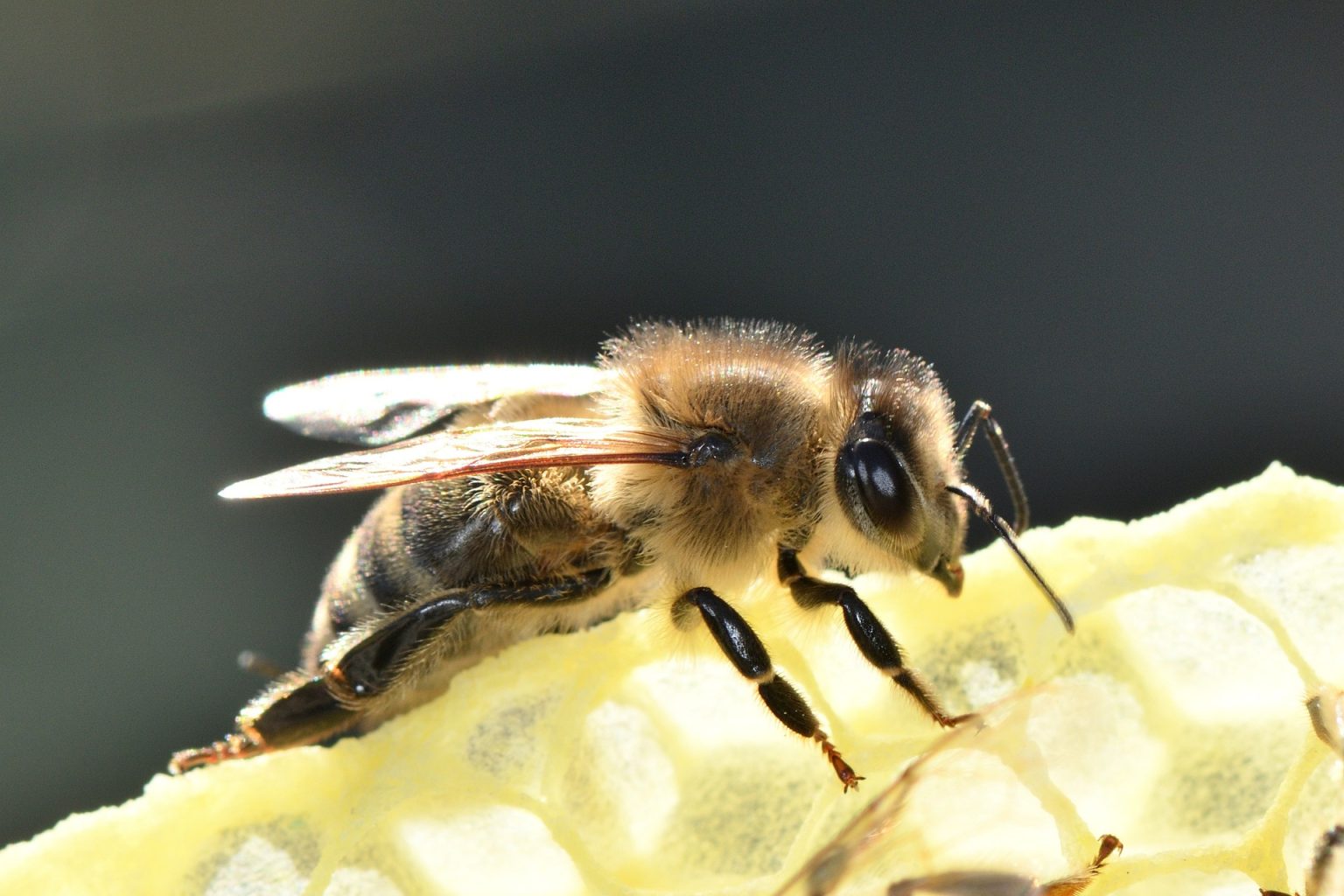 la Loque américaine : une menace pour les abeilles - Les abeilles et l apiculture