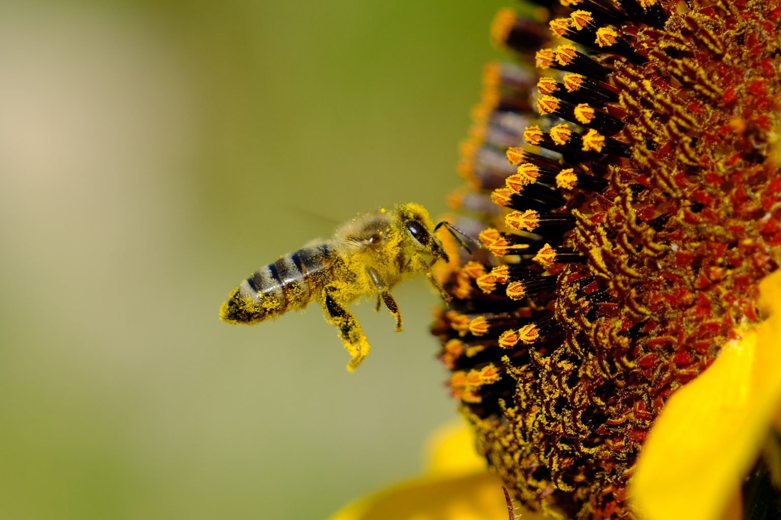Les bases de l'alimentation des Abeilles - Les abeilles et l apiculture