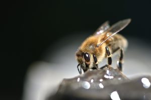 Les maladies des abeilles - Les abeilles et l apiculture