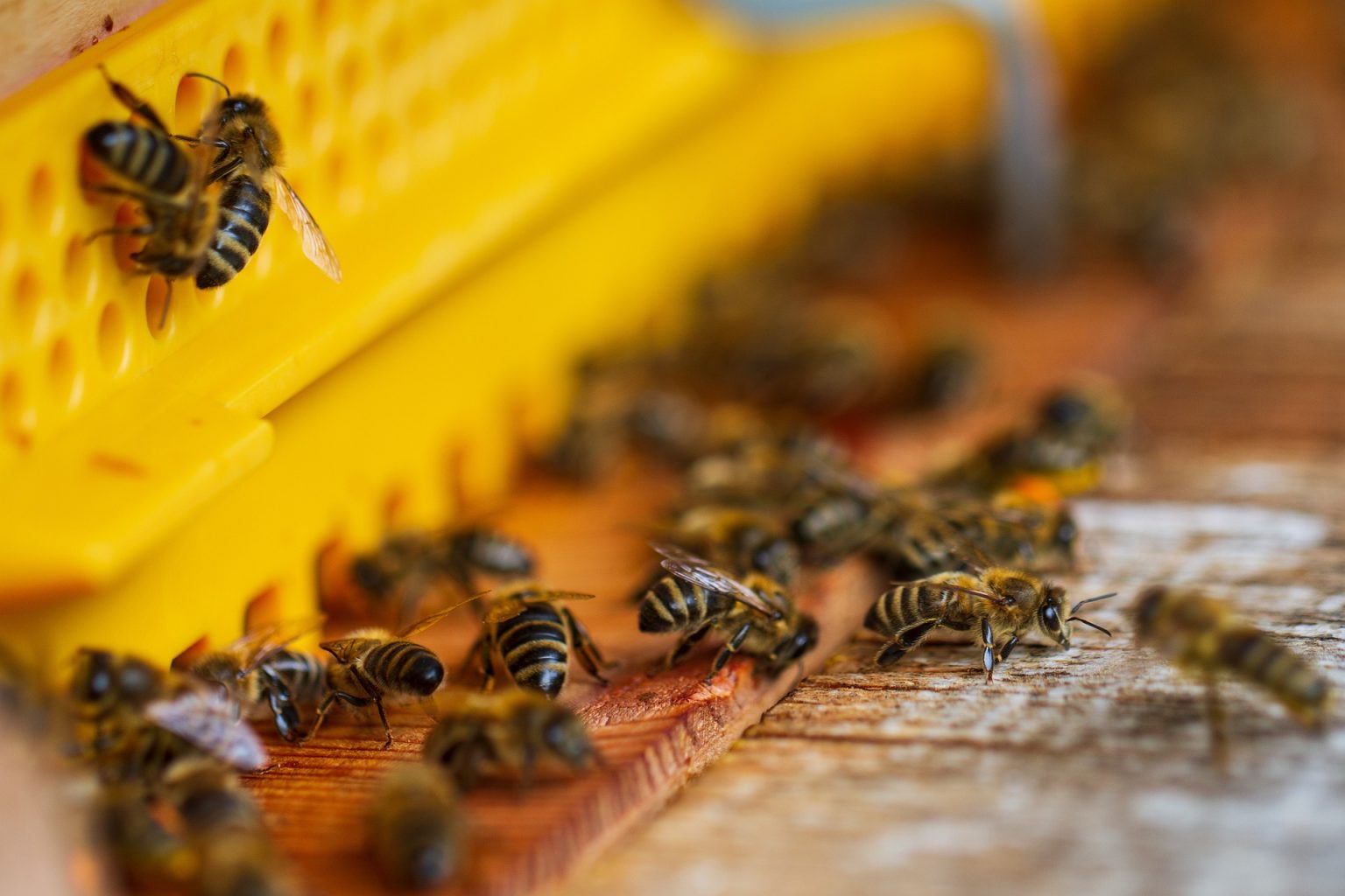 Méthodes de désinfection en apiculture - Les abeilles et l apiculture