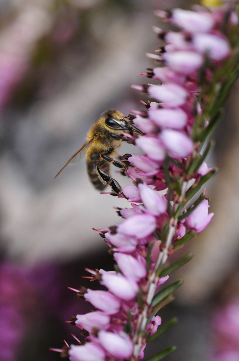 Planter des fleurs au rucher - Les abeilles et l apiculture