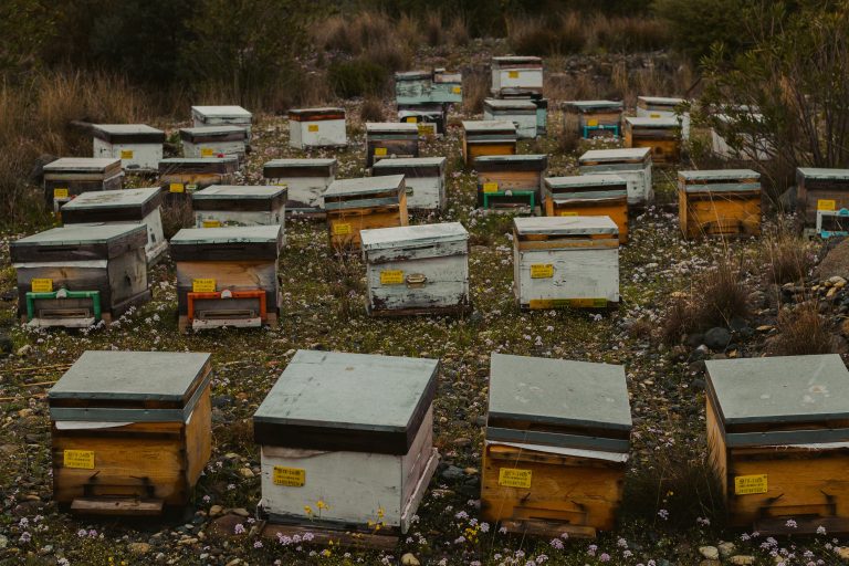 Protéger le bois des ruches - Les abeilles et l apiculture
