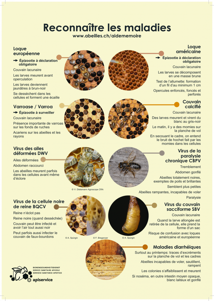 Reconnaître les maladies de l'abeille - Les abeilles et l apiculture