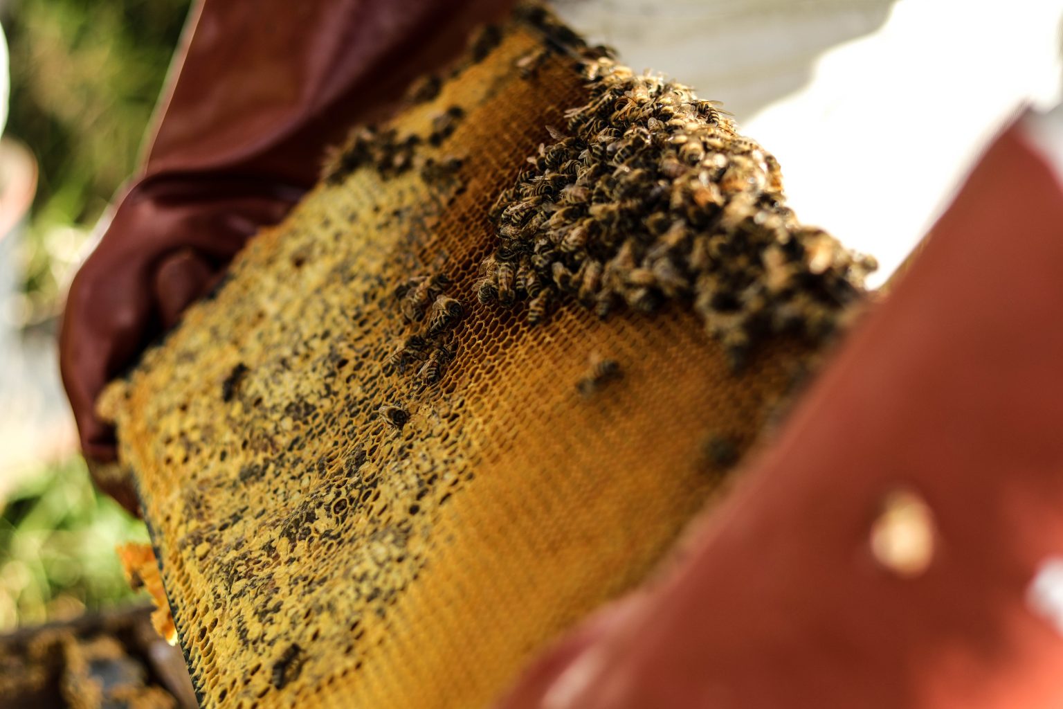 L'abeille, un élevage particulier - Les abeilles et l apiculture