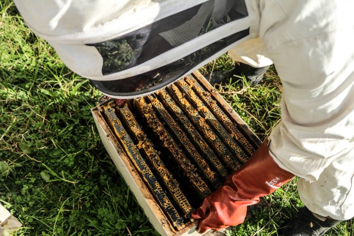 La gestion du temps dans l'apiculture - Les abeilles et l apiculture