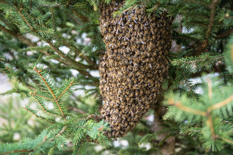 Le processus de l'essaimage - Les abeilles et l apiculture