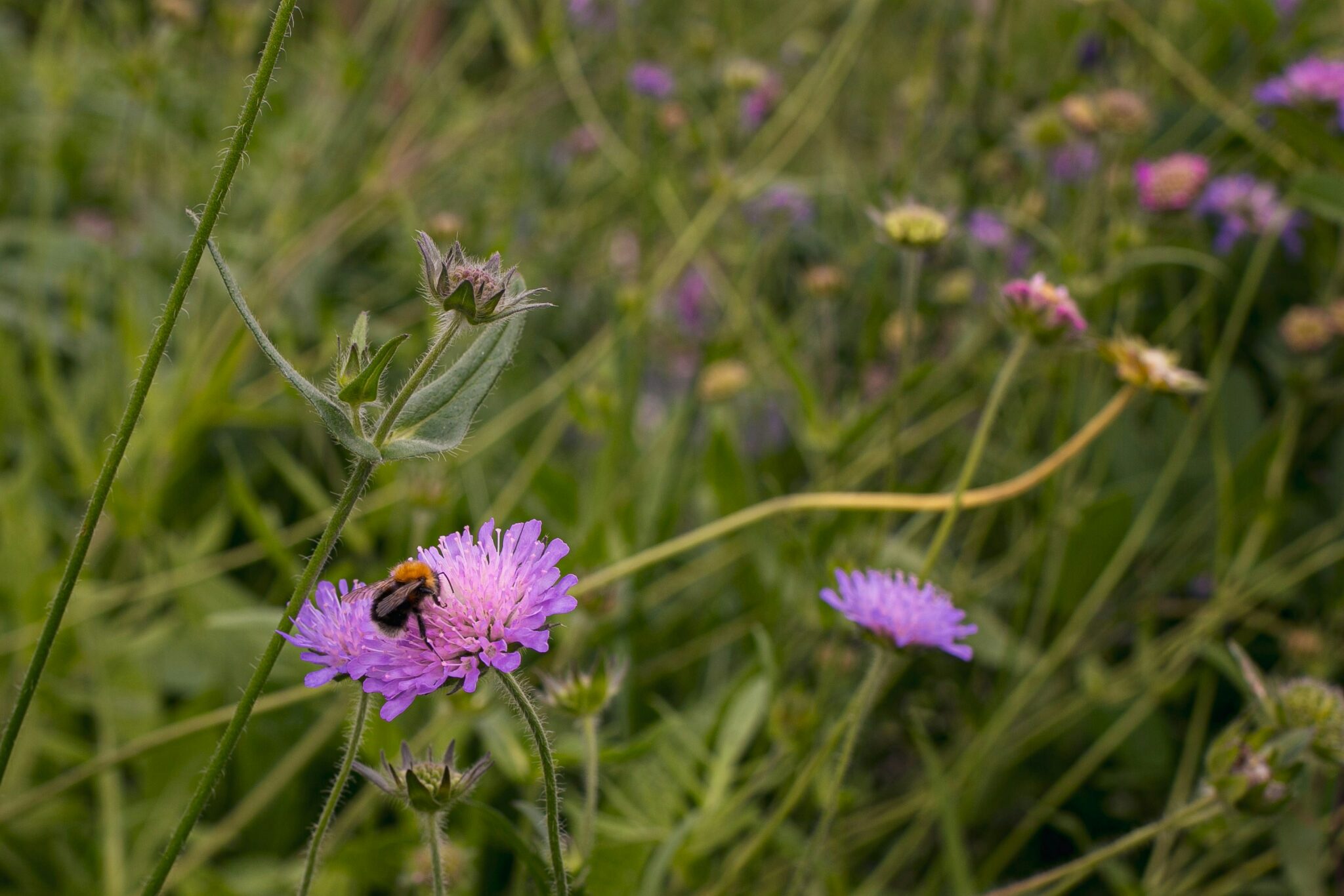 Les pollinisateurs dans le monde - Les abeilles et l apiculture